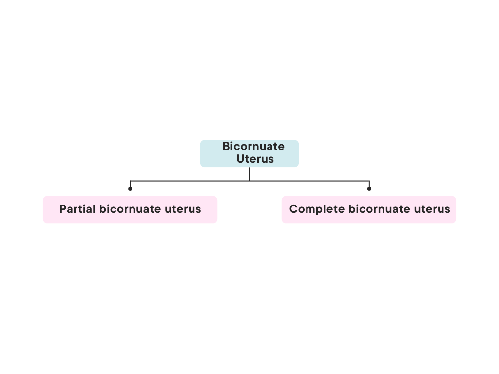 What is Bicornuate Uterus? Treatments, Causes, and Symptoms
